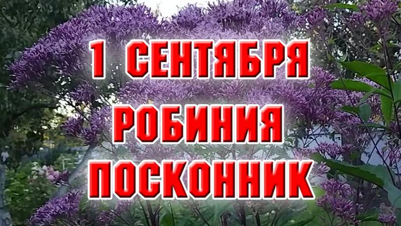 1 сентября. Робиния, крыжовник, смородина, посконник
