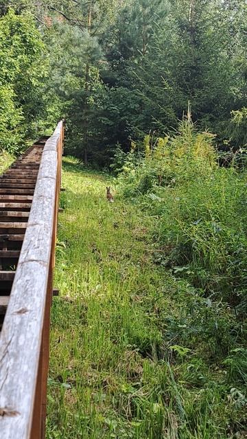 Заяц на экологической тропе "1500 шагов в природу" в заповеднике "Кивач". 09.08.2025