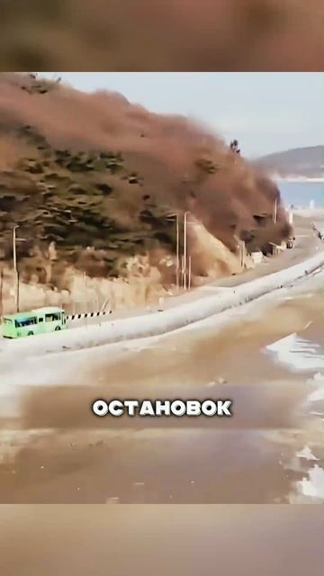 Пёс ездит на автобусе к возлюбленной уже 3 года!