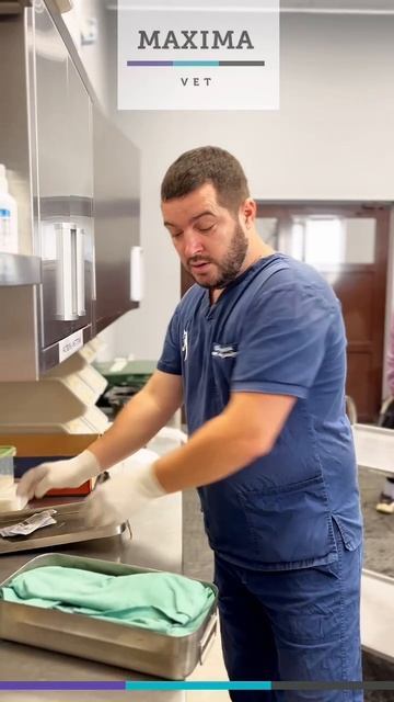 MAXIMA VET: Кастрация жеребцов - какие преимущества даёт?