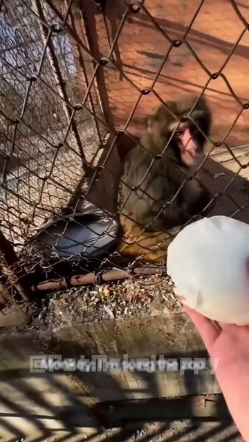 🤬 Monkey Tantrums That Will Make You Cry Laughing!   TOP 10 😂