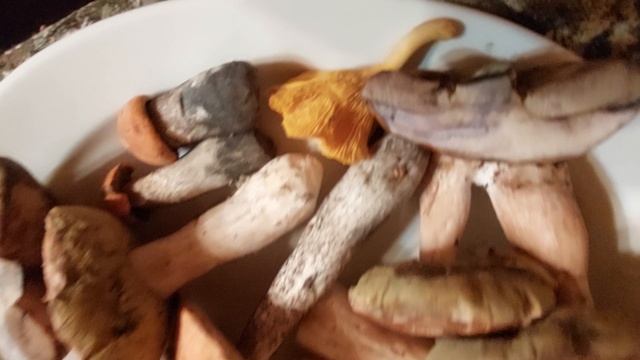 Принесли Грибы домой.