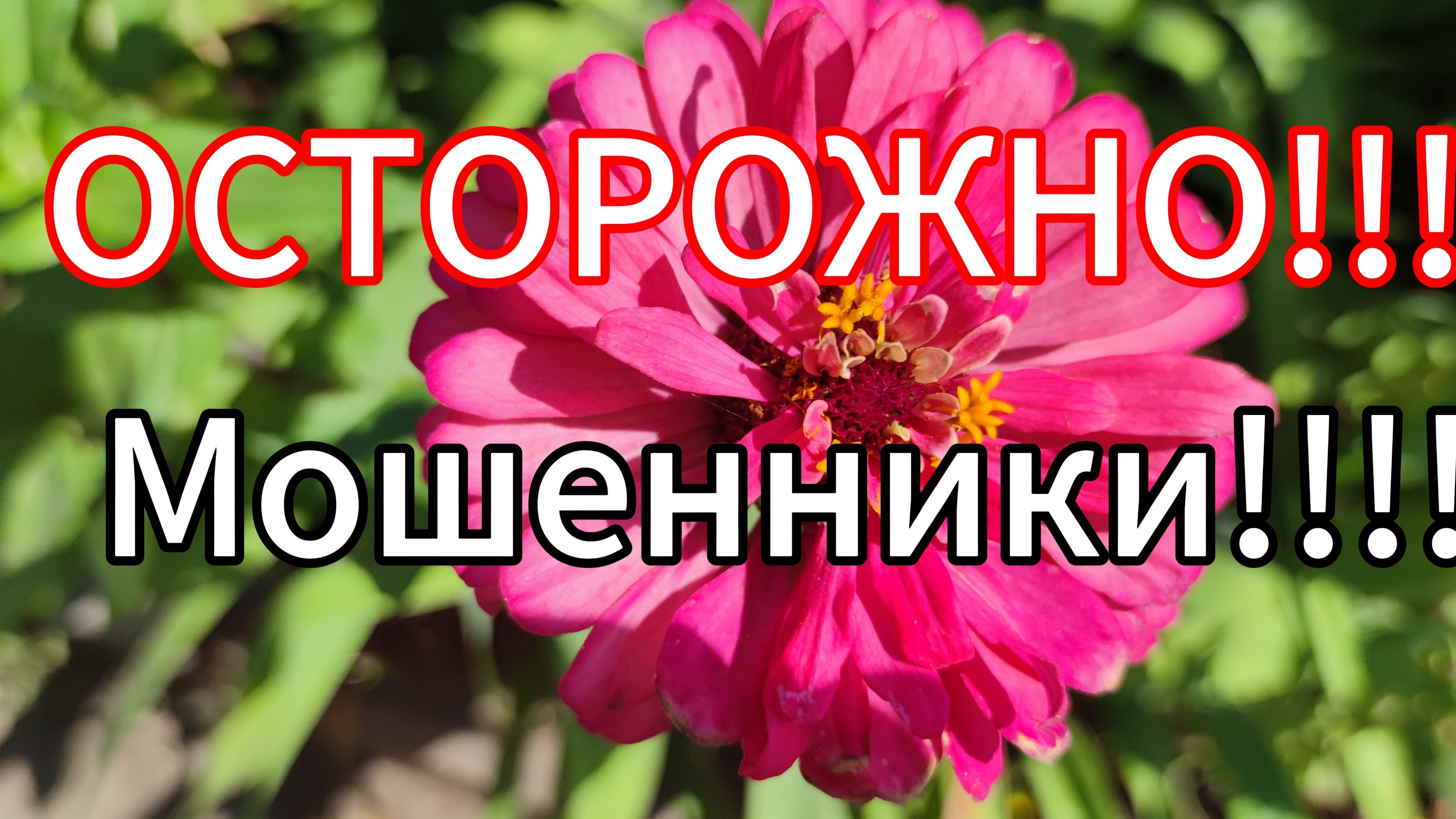 Мошенники  представляются ОЗОН // Купили корм для Муси