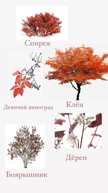 КАК СОЗДАТЬ ОСЕННЮЮ КОМПОЗИЦИЮ В САДУ?
