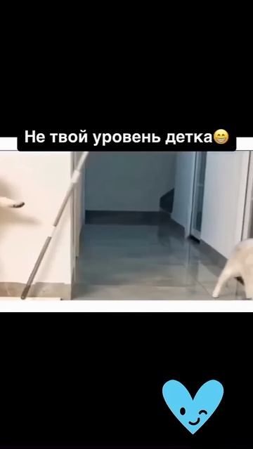 Каратэ от котЭ