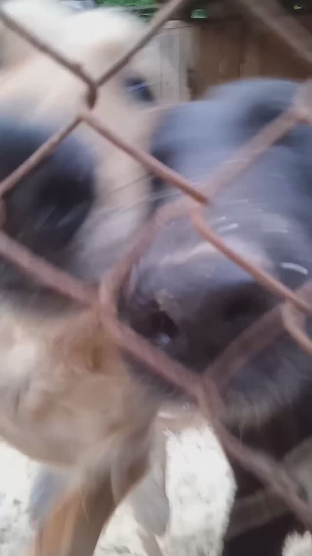 Собачья радость - все хотят погулять, приезжайте, обрадуйте!