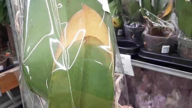 03.09.2025г. Орхидеи в Лемана Про.