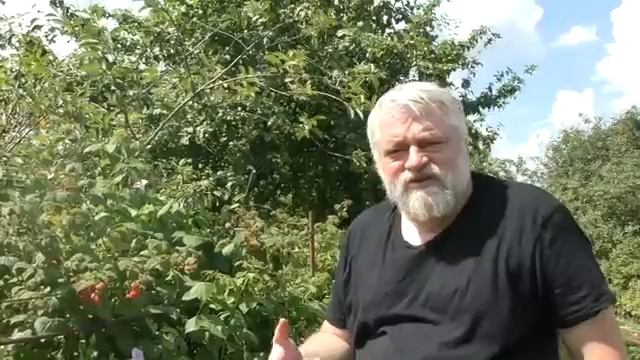 Чему куст малины может научить людей (Меняйлов)