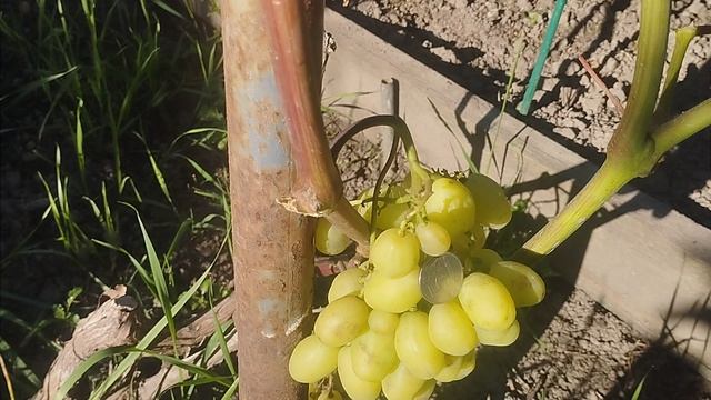 3 сентября виноград бананос в Брянске