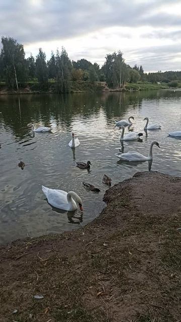 Лебеди 🦢 и утки 🦆 на пруду 🏞️ в Митино