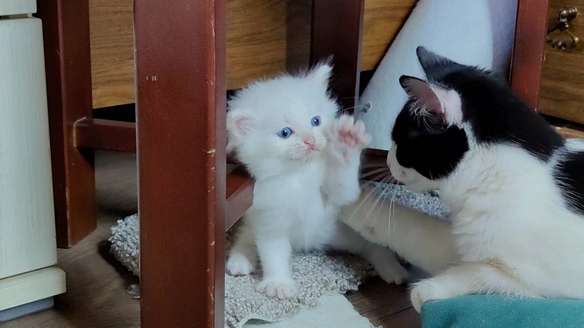 Мама-кошка и её котята. Чёрно-белый котёнок играет со своим младшим братом.