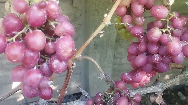 3 сентября виноград дынька в Брянске