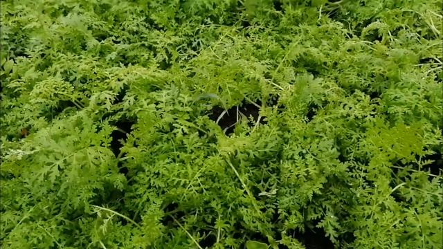 Сидераты которые улучшают структуру почвы