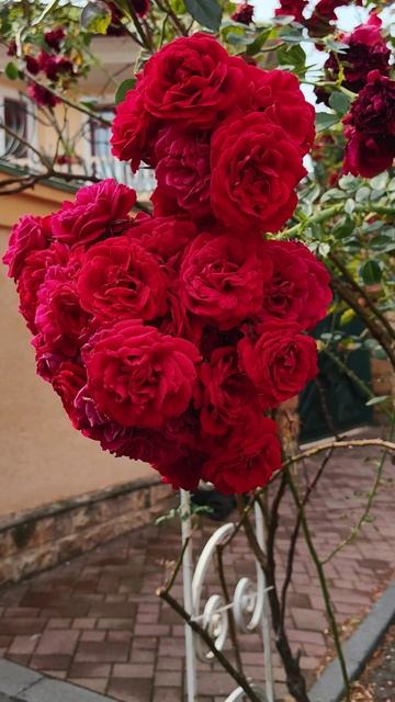 Шикарный букет роз 🌹