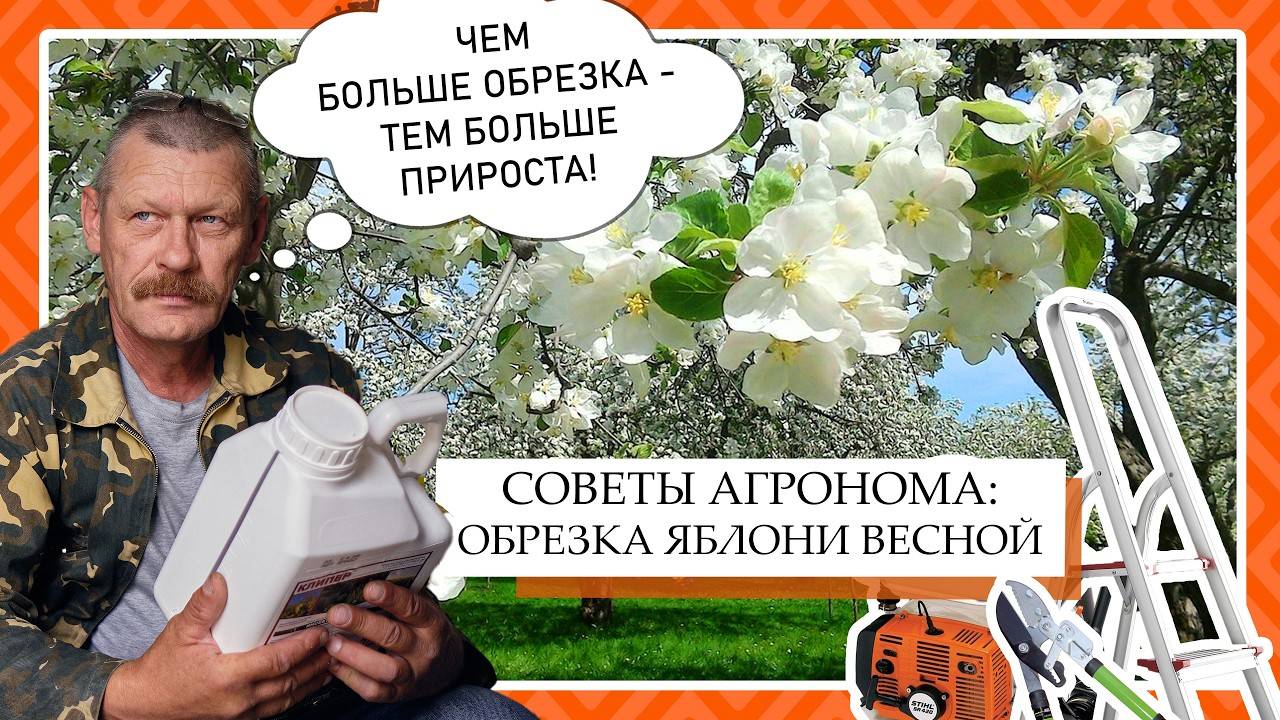 Советы АГРОНОМА для начинающих: Обрезка яблони весной