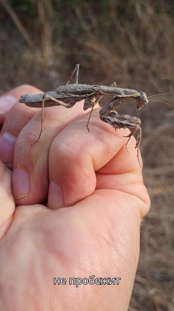 Самые опасные - незаметные. А так ли далеко в этом ушел человек от природы?