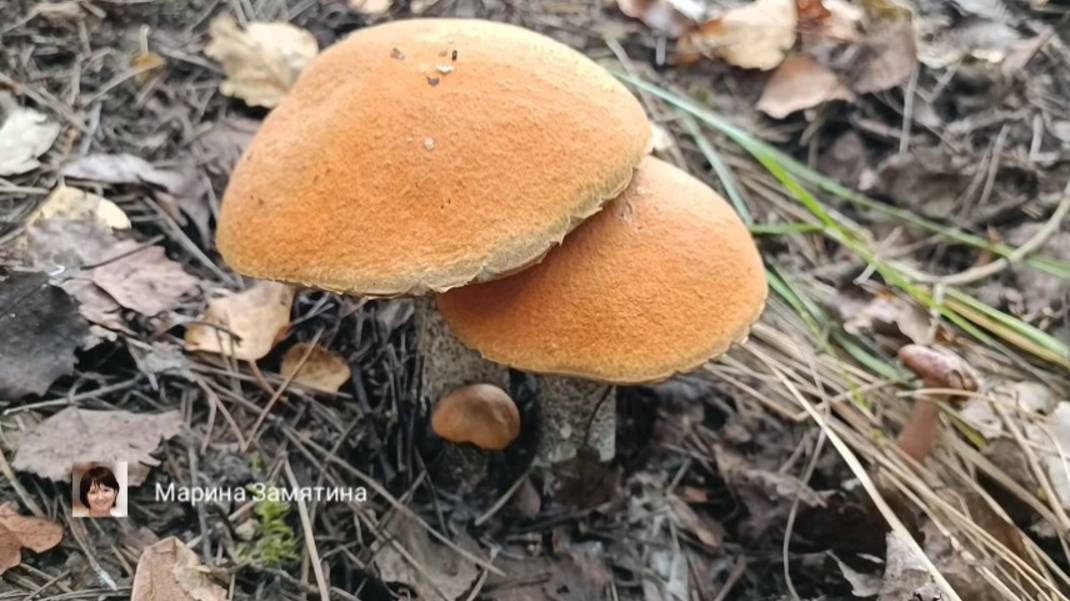 Экотерапия 27 серия.