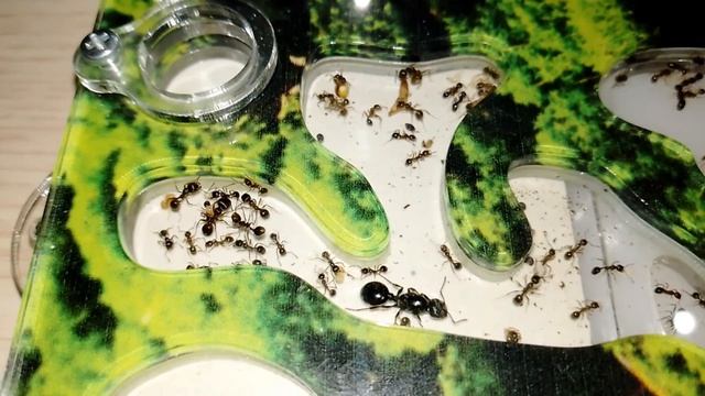 Заселение в формикарий Messor structor (степной муравей-жнец)  3 часть.