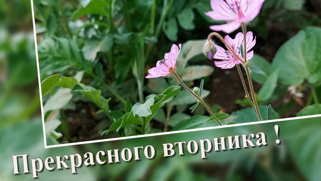 Доброе утро! Прекрасного вторника