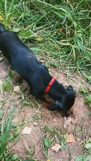 Такса 🐕 первый заход на крота 🐹