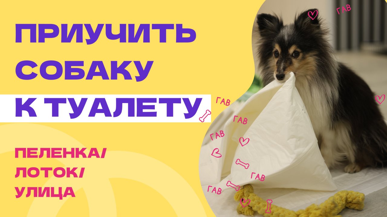 РАЗБИРАЕМ ТУАЛЕТНЫЕ ДЕЛА - Приучаем щенка к туалету, собаку к лотку, ходить в туалет на улицу