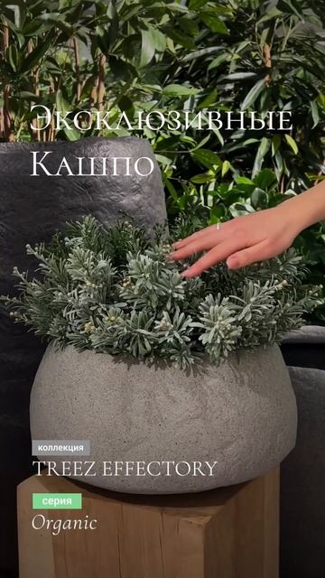 Эксклюзивная серия кашпо ORGANIC премиальной линейки Treez Effectory!  #plants #homedecor #интерьер