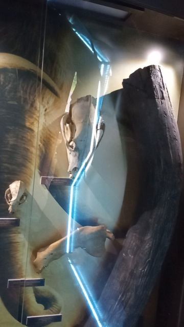 Лес Шульган-Таш: где каждый лист — как эхо Природа возле пещеры Шульган-Таш Республика Башкортостан