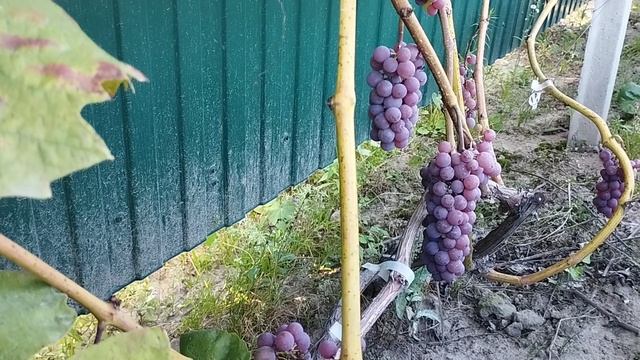 3 сентября виноград канадис неукрывной кишмиш в Брянске