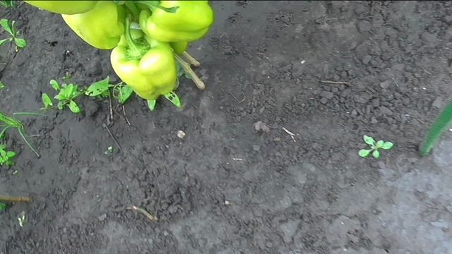 Лучшие перцы на моем огороде