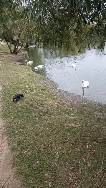 Такса 🐕 и лебеди 🦢 на пруду 🏞️