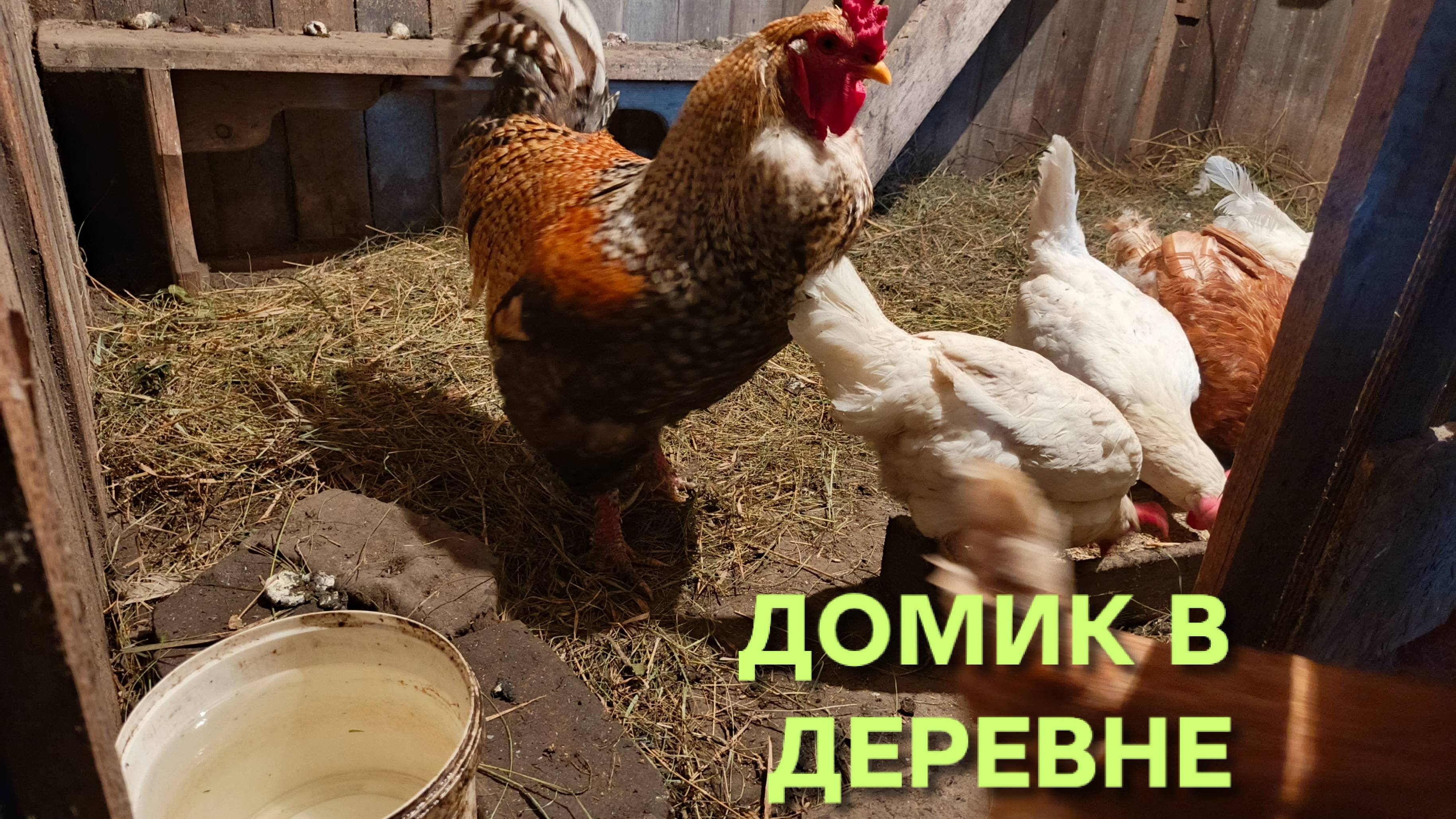 Можно ли давать курам-несушкам дождевую воду