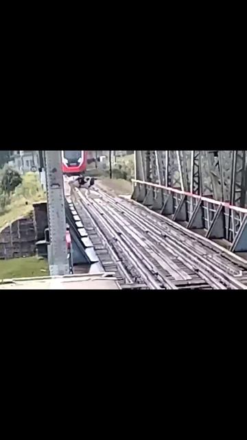 Корова на пути заблокировала железную дорогу в Ленобласти.