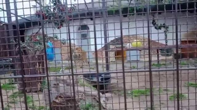 Шархан Ночной привет всем Такой рык 04.09.2025 Видео от Ивана