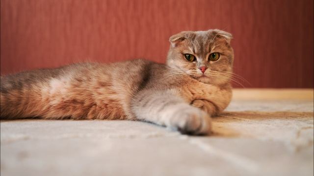 Шотландская вислоухая