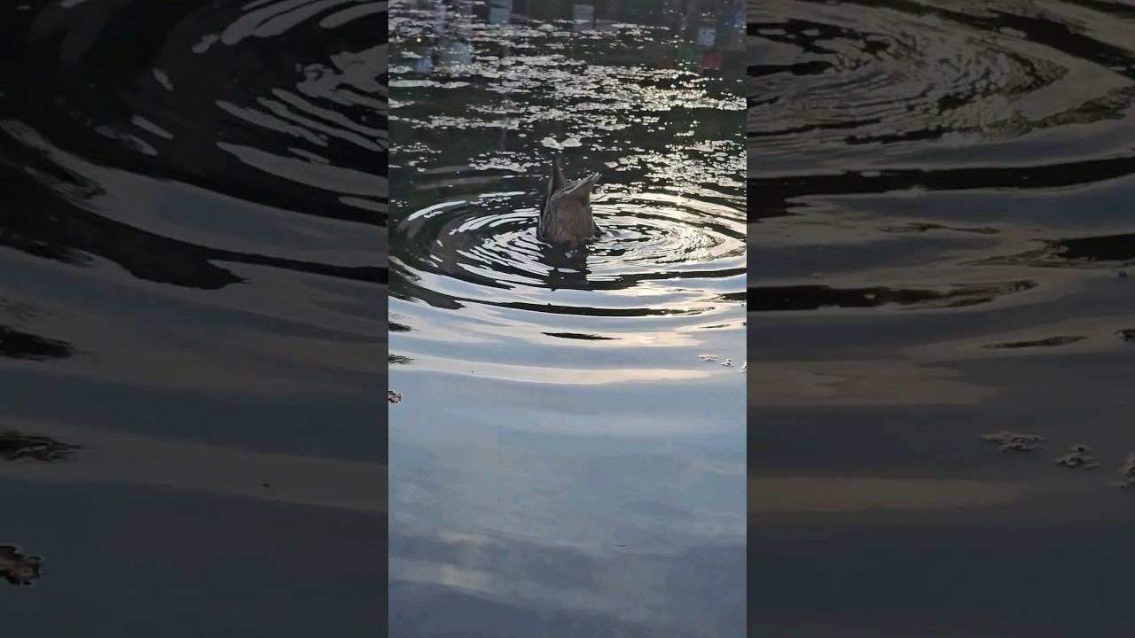 Нырнул