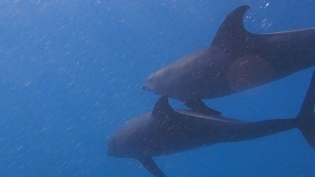 к дельфинам ! PC080014