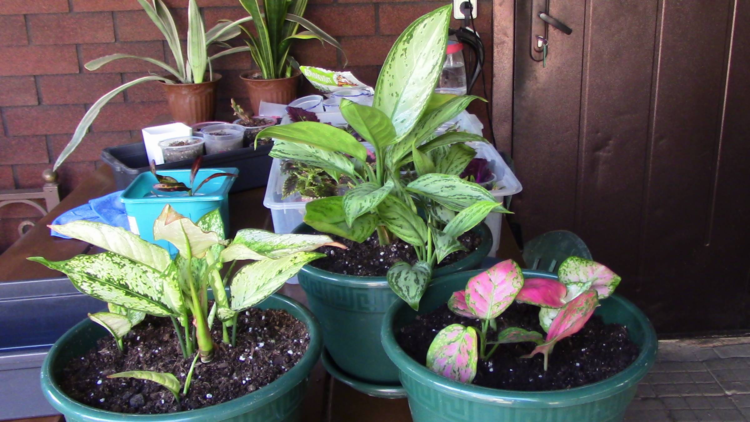 Аглаонемы сажаю букетным способом.