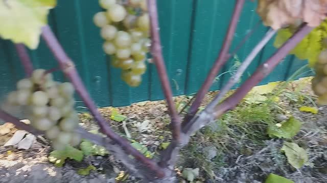 3 сентября технический виноград Платовский в Брянске