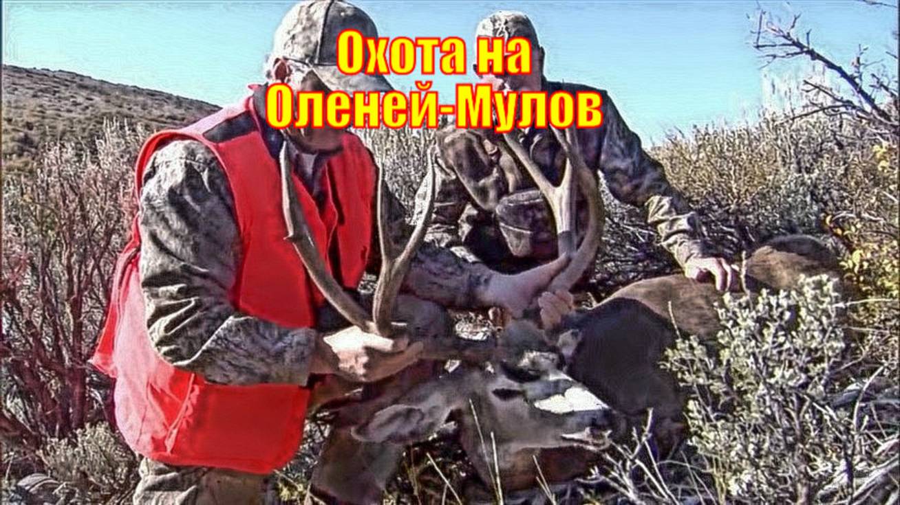 Охота на Оленей-Мулов в крутых каньонах штата Юта