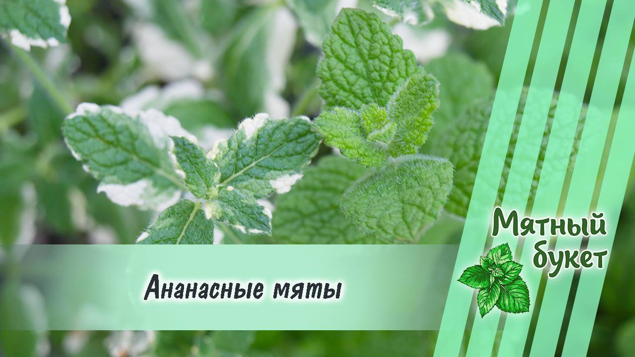 Ананасные мяты