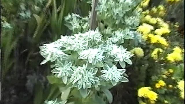 Лютики-цветочки на даче.