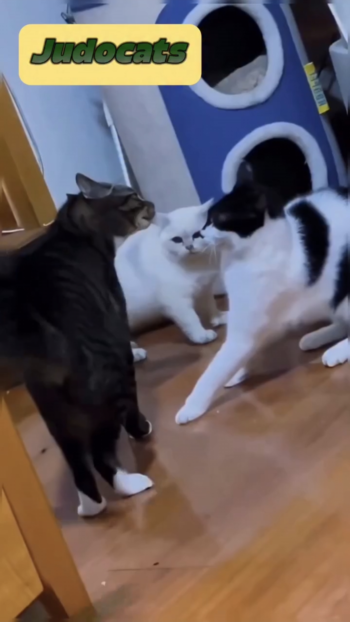 Кото дзюдо по японски