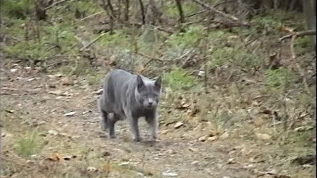 Кот Васька в лесу.