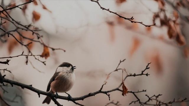 video_71 Болдинская осень