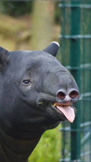 Tapir