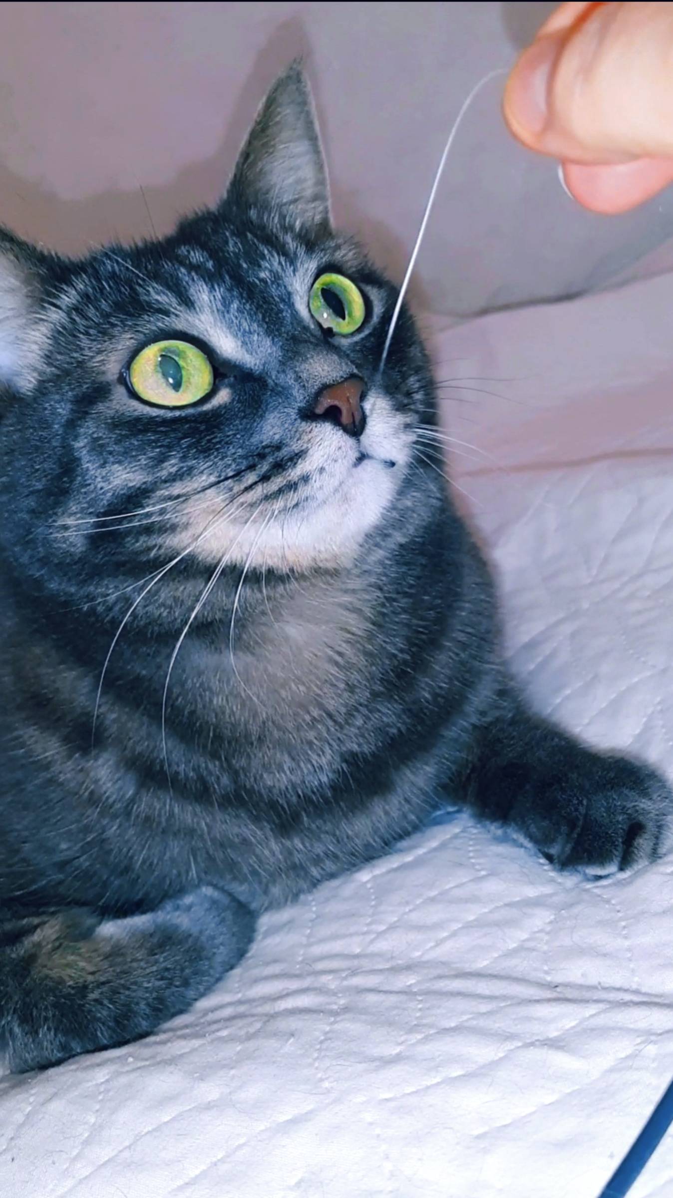 МИХАЛЫЧ, У ВАС УС ОТКЛЕИЛСЯ 😺