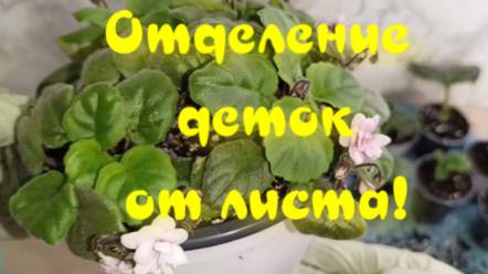 ОЧЕНЬ ИНТЕРЕСНЫЙ СЛУЧАЙ! Отделение деток от листа фиалок!!!