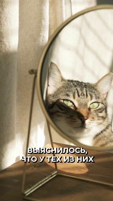 📍Бывает ли у кошек Альцгеймер