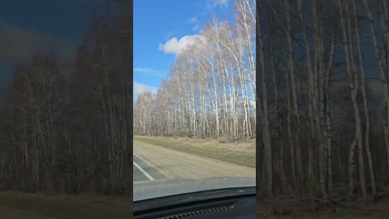 Берёзовая роща