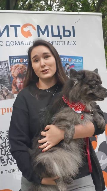 Мраморный шпиц и Маргарита: любовь и приключения
